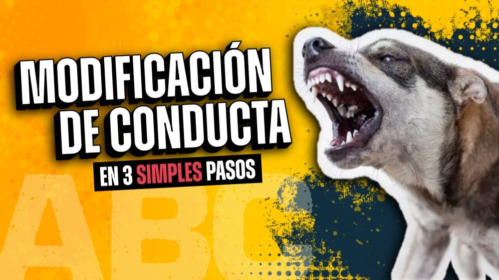 Modificación de conducta en 3 pasos • Hablando Canino